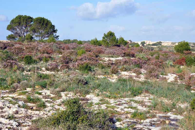 Maltese Nature: Garigue